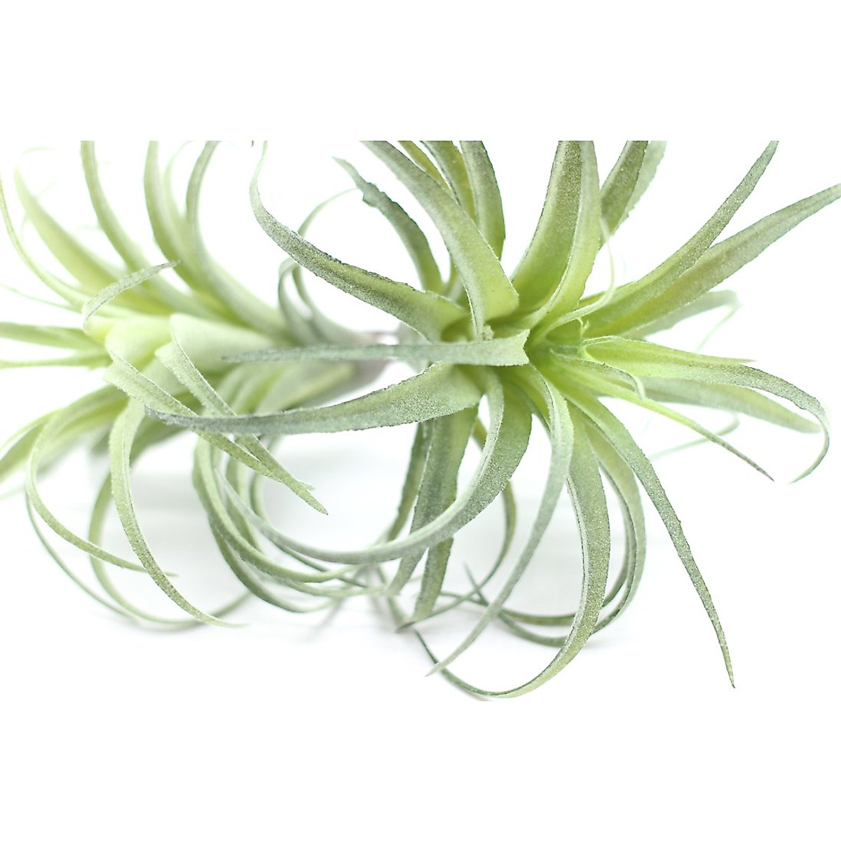 ZJCilected 2PCS Artificial Flocking Tillandsia Air Plants Faux Succulents Bromeliads for Indoor/Outdoor Garden and Home Decor, Terrarium Decorations, Arrangements, Office, and Displays(Small)