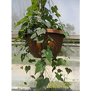 70pcs Cucamelon Seeds - Mexican Sour Gherkin Mini Thumb Watermelon Vegetable - Easy Planting Tips for Home Gardeners