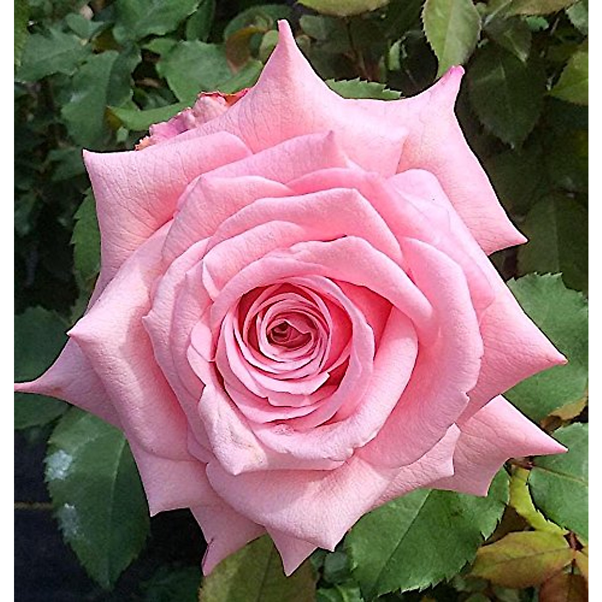 Nelson Plant Food Rose Food for All Types of Roses Climbing Tea Knock Outs Grandiflora with Five Sources of Nitrogen Nutri Star 18-14-10 (2 LB)