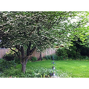 TriStar Plants - Japanese Snowbell Tree, 1 Gallon Trade Pot, 4'ft Tall, Styrax Japonicus, Spring, Fragrant White Flowers, Fall Color, Fast Growing Trees
