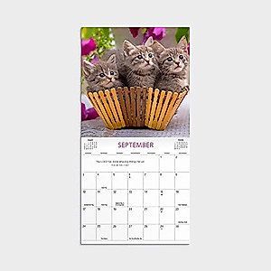 Whisker & Paws 2023 Mini Wall Calendar: A 2023 Inspirational DaySpring Mini Calendar