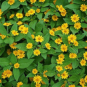 Outsidepride Perennial Heliopsis Summer Sun Garden Cut Flower - 2000 Seeds