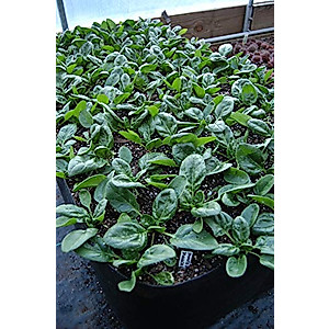 3 ft X 6 ft Victory 8 EZ-GRO Med Rectangle Raised Garden Bed Just Right Size AeroFlow Proprietary Fabric Grow Your OWN