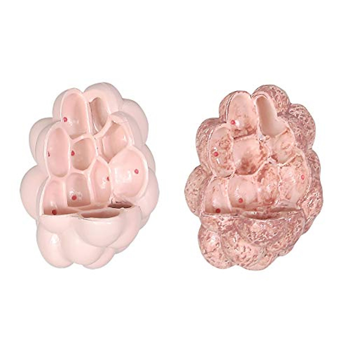 GPI Anatomicals - Anatomy Model of Human Respiratory System with Chronic Obstructive Pulmonary Disease (COPD), Bronchus and Alveoli Models for Anatomy and Physiology Education, Medical Study Supplies