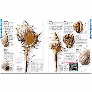 Dinosaurs and Prehistoric Life: The Definitive Visual Guide to Prehistoric Animals (DK Definitive Visual Encyclopedias)