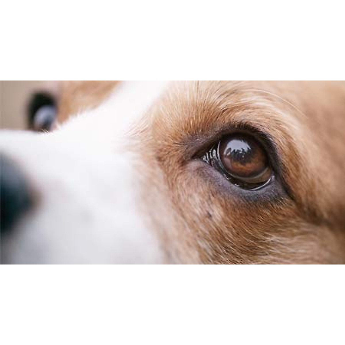 Canine Eye Care - Dogs Eye Health Formula - Advanced Eye Support Complex - VETS Recommended - Dog quercetin - 1 Bottle (60 Tablets)