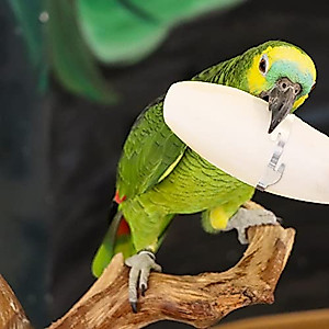 DQITJ 4 Pcs Cockatiels Cuttlebones Cuttlefish Bones for Birds Cockatiels All Parrots Lovebirds Small Conures Mynahs Toucans African Greys Parakeets Budgies Finches Canaries (6.3 inch)