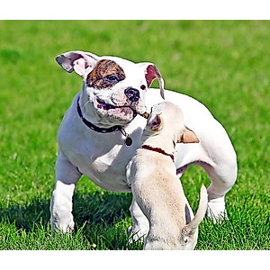 Poof Pea Pet Activity Tracker, Black