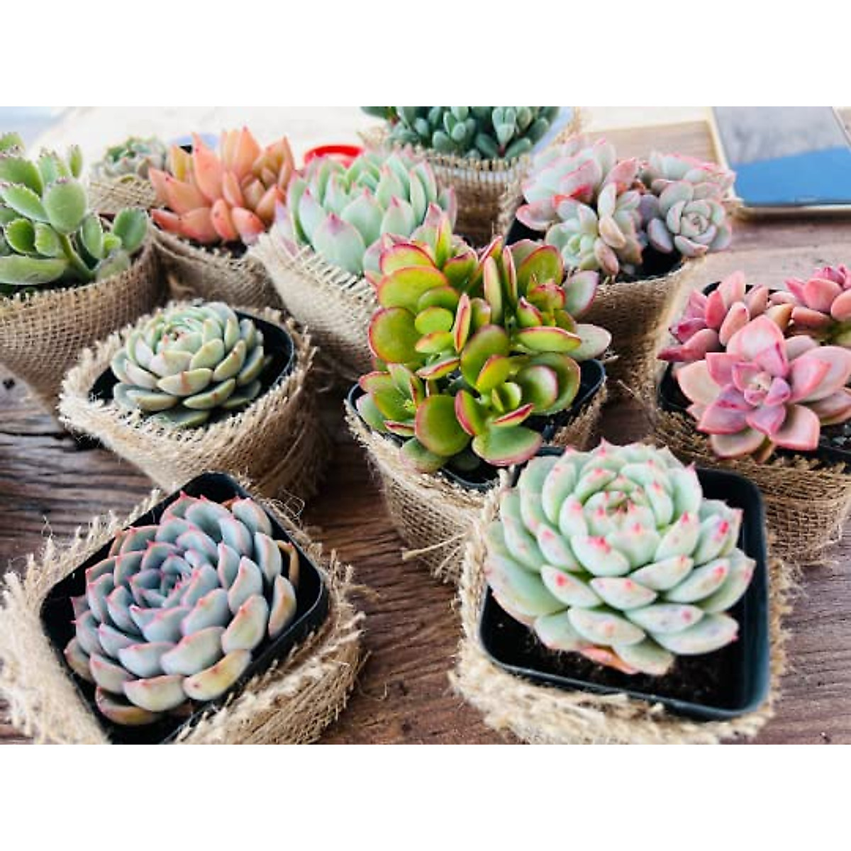 Live Succulent Plants, 1 Unit Real Succulents Potted in 2" Starter Planter with Soil Mix, Rare Small Indoor House Plants for Home Garden Outdoor Wedding Decor Party Favor Women Girls DIY Gift