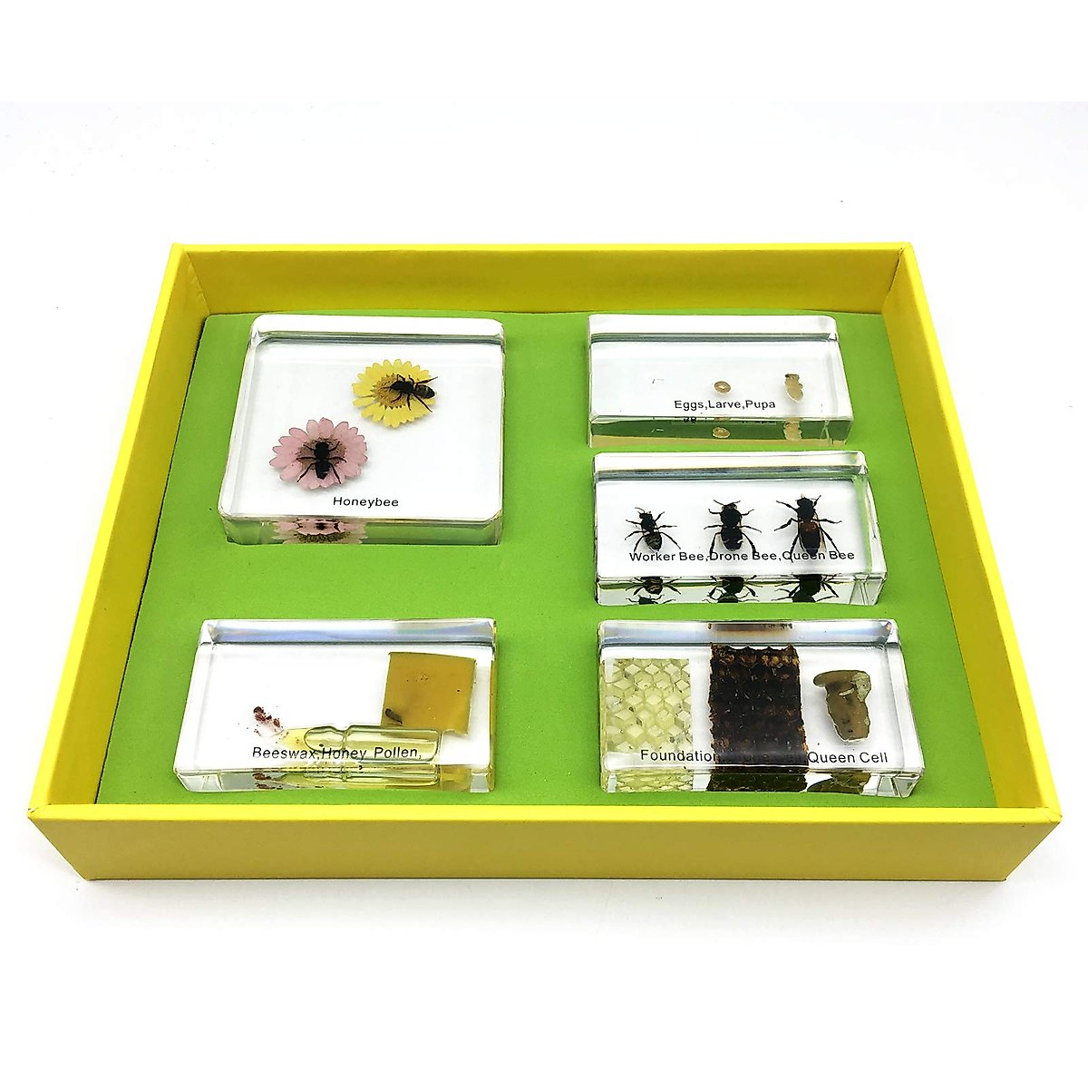 Lifecycle of a Honey Bee in Acrylic Block Science Classroom Specimens for Science Education