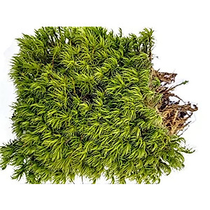 Tin Roof Treasure Live Terrarium Moss Assortment