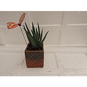 Jmbamboo- Live Aloe Vera - Indoor Bonsai - Butterfly-w/fertilizer Gift Good Plant