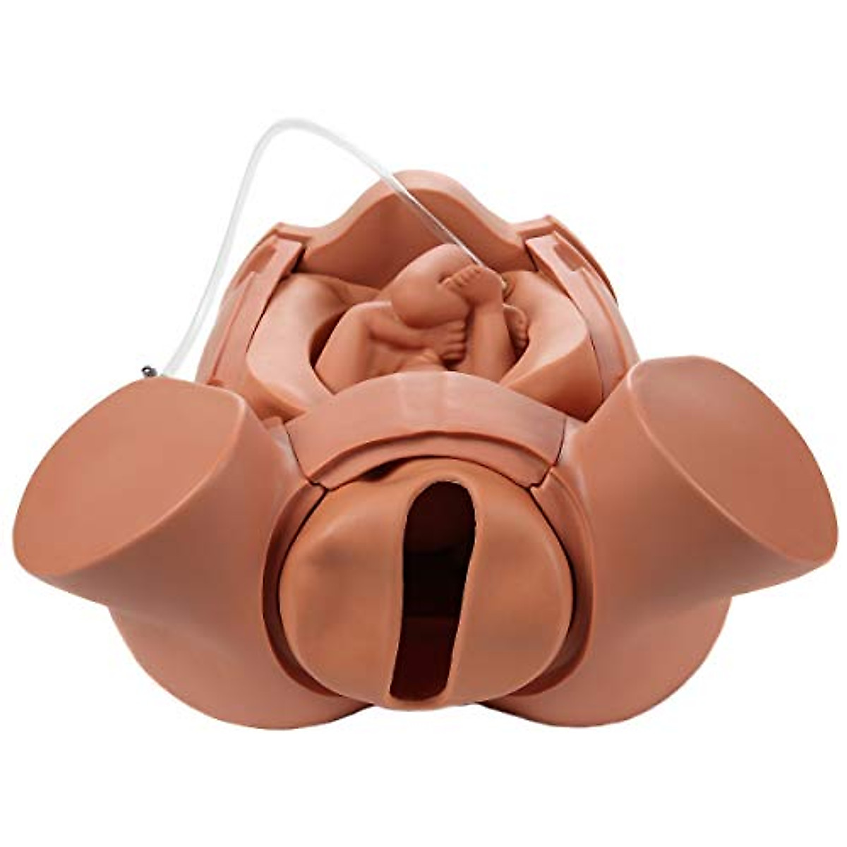 Anatomy Lab Cesarean Section Simulator | C-Section Simulator Permits Abdominal Incisions and Removal of the Baby | Basic and Realistic Obstetric Practice Capabilities | Has baby and 5 Dilation Models