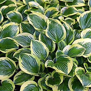 Flower Seeds for Planting Perennial Heirloom Mixed Hosta Seed Plantain Lily Flower Pot Seed 100 Pcs Indoor Outdoor Flowers Seeds Home Garden Ground Lawn Cover Gardening Gift