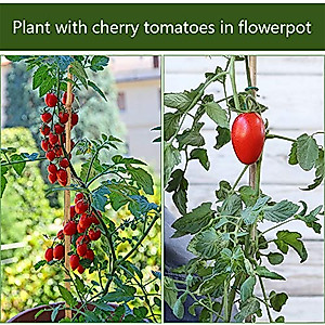 Pllieay 20PC 1.33'/16 Inch Natural Thick Bamboo Stakes Garden Stakes Bamboo Sticks Plant Stakes for Outdoor Plants and Indoor Plants, Potted Plants Tomato Plant Support