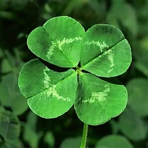 YEGAOL Garden 25Pcs Four Leaf Clover Seeds Ornamental Easy to Grow Ground Cover Indoor Outdoor Potted Garden Plant Grass Seeds