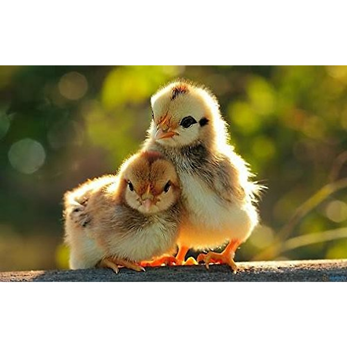 Manna Pro All Natural Water Protector, 16 oz