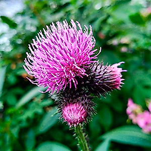 Outsidepride Burdock Arctium Lappa Nutritious Vegetable & Herb Garden Plant - 1000 Seeds