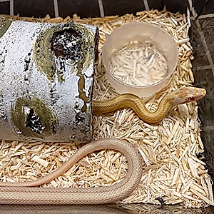 Aufeeky Reptile Hides and Caves, Reptile Hide Birch Tree Bark Trunk, Gecko Hides and Caves for Snake Leopard Gecko Ball Python Bearded Dragon Tortoise Turtle