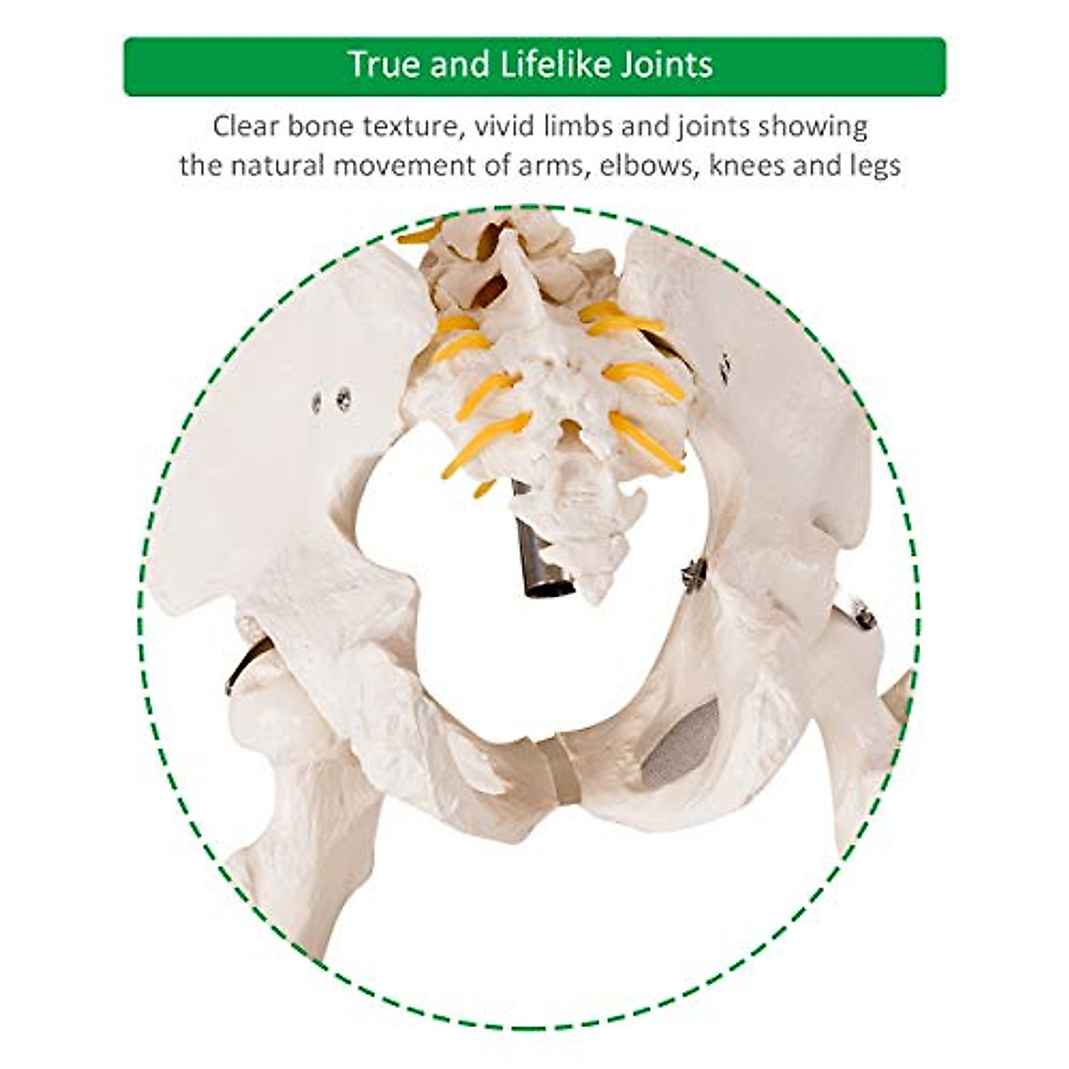 Giantex 70.8" Life Size Skeleton Model, with Roller Stand, 2 Casters with Brake, Removable Parts, Anatomical Poster and Dust Cover, Human Skeleton Model for Anatomy