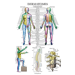 Palace Learning 4 Pack - Anatomical Poster Set - Laminated - Muscular, Skeletal, Spinal Nerves, Dermatomes - Anatomy Chart Set (LAMINATED, 18” x 24”)