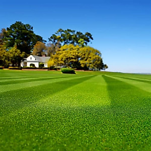 Maya Blackjack II Bermuda Grass Seed (5 Lbs.)