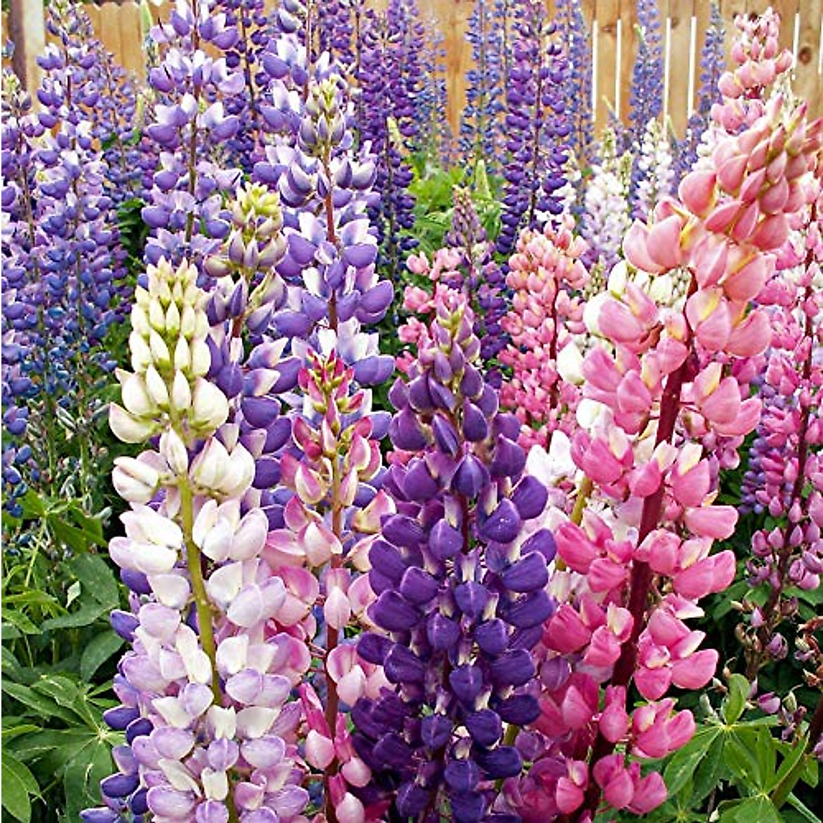 Outsidepride Perennial Russells Lupine Wild Flower Mix & Butterflies & Hummingbirds - 500 Seeds