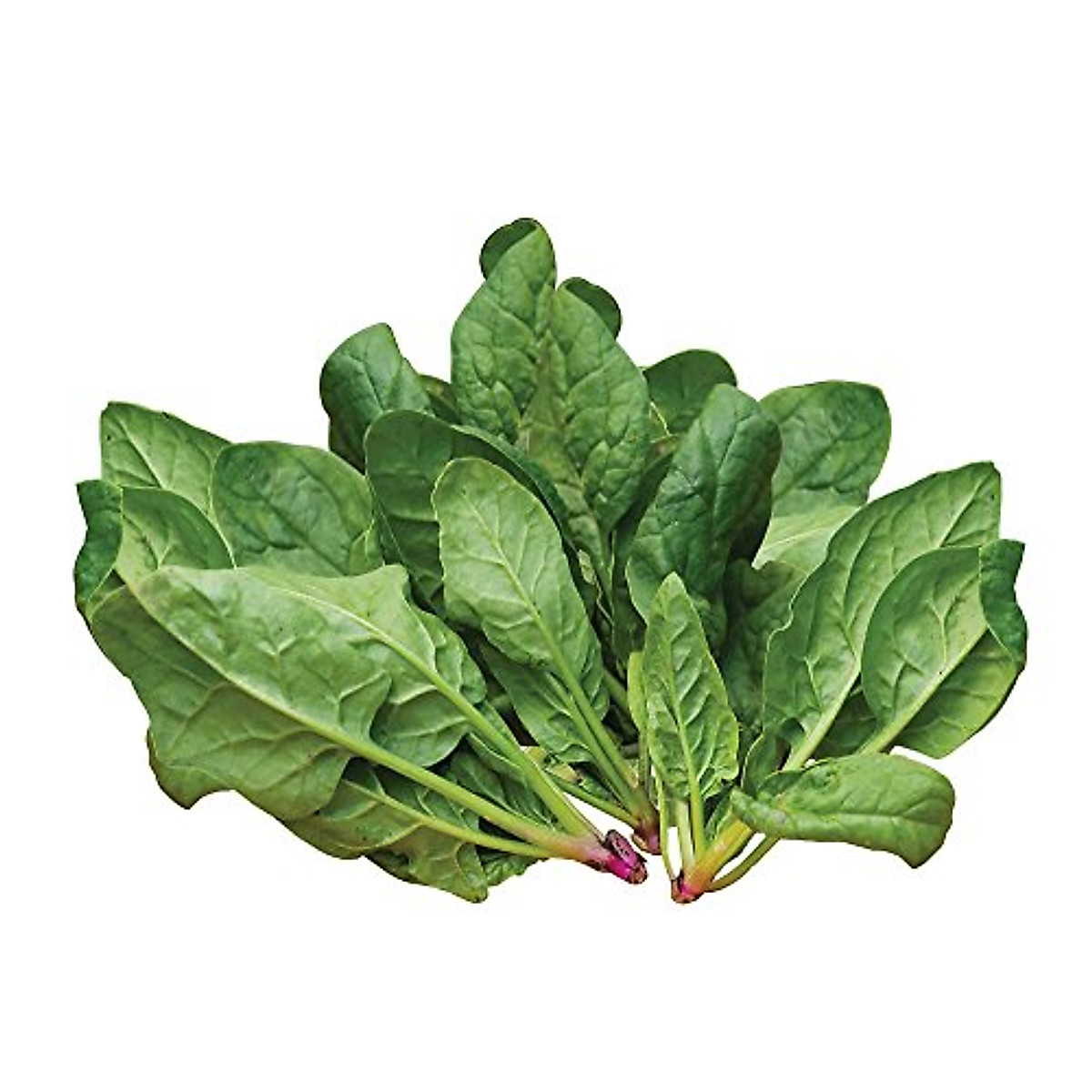 Burpee Space Hybrid Spinach Seeds 300 seeds