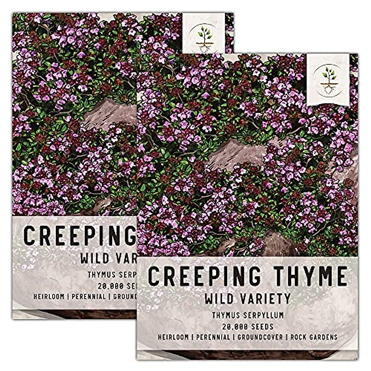 Seed Needs, Wild Creeping Thyme Seeds for Planting (Thymus serpyllum) Twin Pack of 20,000 Seeds - Heirloom & Open Pollinated