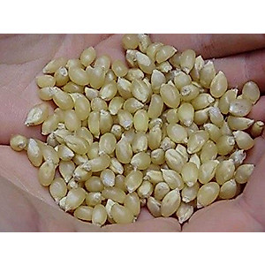 David's Garden Seeds Popcorn Japanese Hulless 3893 (White) 100 Non-GMO, Heirloom Seeds