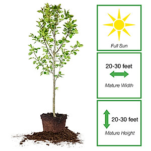 PERFECT PLANTS Orient Pear Tree 4-5 Feet | Live Outdoor Plant for Real Fruit | Heavy Fruit Producing Qualities | Home Garden Approved for Easy Growing