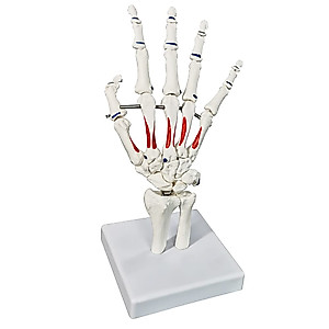 Merinden Life Size Skeletal Hand Model with Wrist, Ulnaand Radius, Articulated Hands Skeleton Secured with Wire, Hand Joint Model Palm Bone Anatomical Muscle Start and End Point Tag Recognition