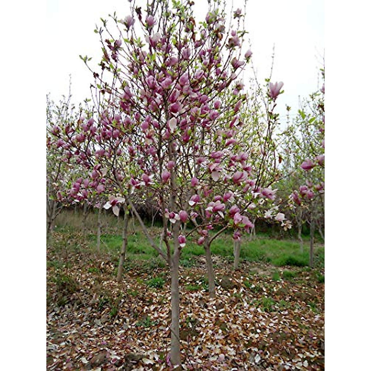10+ Mixed Magnolia Flower Seeds Fragrant Tree Perennial Ornamental Plant Garden