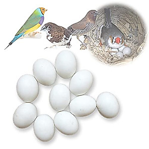 MESINURS Solid Plastic Eggs - Parrot Bird Hatching Replacing Eggs for Guiding Birds to Stop Laying, 10 PCS (S)