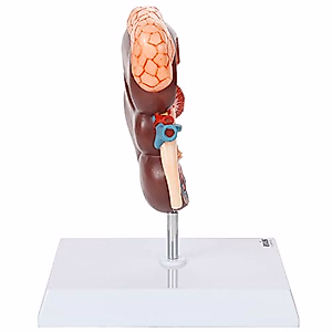 Kidney Anatomy Model with Adrenal Gland, Includes Base, Made by Axis Scientific