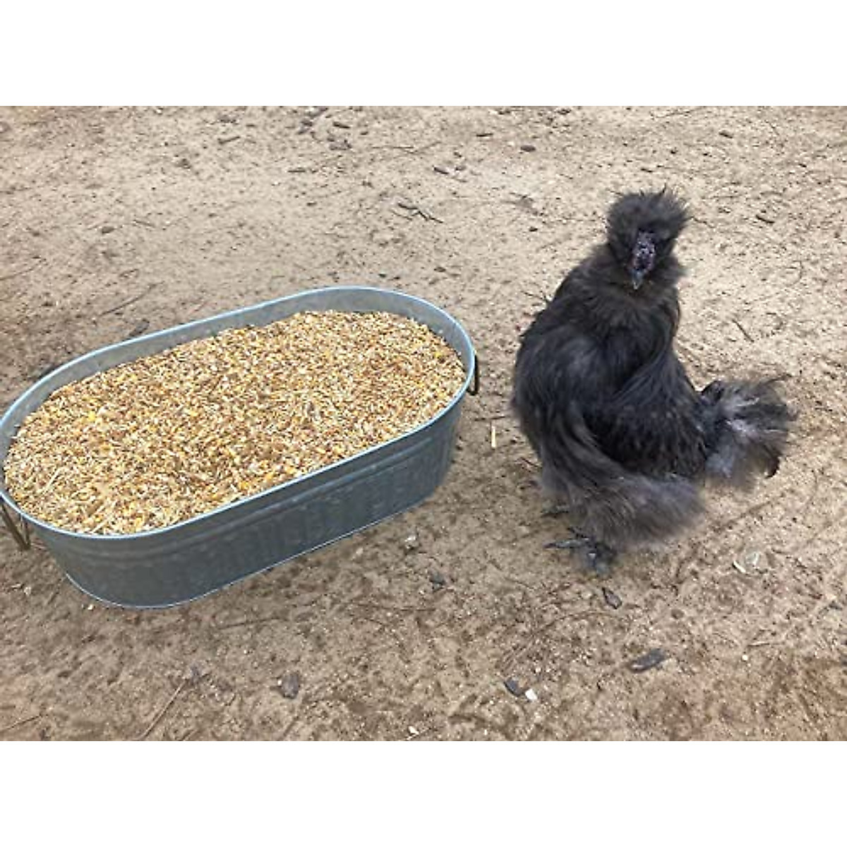 Pampered Chicken Mama Backyard Chicken Feed with Black Soldier Fly Larvae Grubs Soy Free & Herbs (10 Pounds) Non-GMO Layer Pellets: High Protein All-Natural Grower Feed Supplies for Laying Chickens
