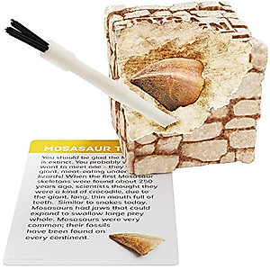 Dig a Dozen Fossil Bricks - Break Open 12 Bricks and Discover 12 Unique Real Fossils - Archaeology Science STEM Gift