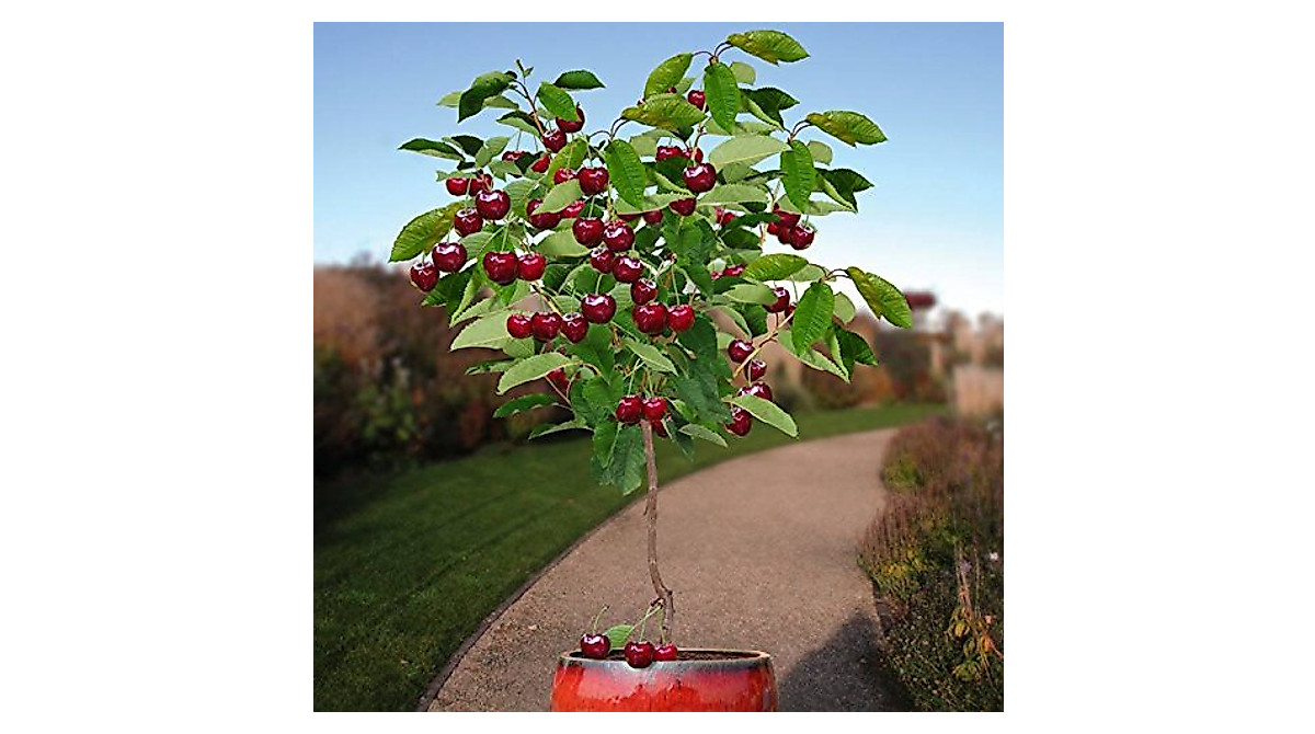 Grow Dwarf Cherry Trees: Self-Fertile Fruit Seeds for Home