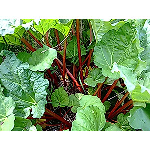 Rhubarb Root Easy to Plant, Large Rhubarb Crown Freshly dug Planting Ornaments Garden Perennials Simple to Grow Pots Gift