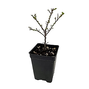 Seiju Dwarf Chinese Elm - Ulmus parvifolia - 2.5" Pot - Fairy Garden/Bonsai