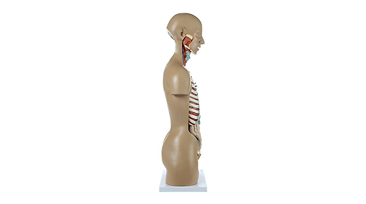 Human Torso Model with 18 Removable Organs | Detailed Anatomy Study
