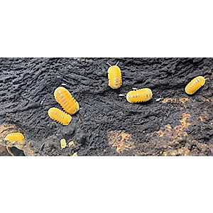 Bugzy Bugs Blonde Rubber Ducky 6 Count Cubaris Isopods Roly Poly Cleanup Crew Feeders for Terrarium Reptile Insect Pet Food