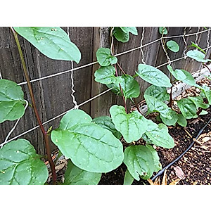 Gaea's Blessing Seeds - Red Malabar Spinach Seeds - Non-GMO Seeds with Easy to Follow Planting Instructions - Heirloom Red Stemmed Malabar - 93% Germination Rate