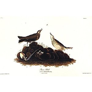 Brown Titlark. From"The Birds of America" (Amsterdam Edition)
