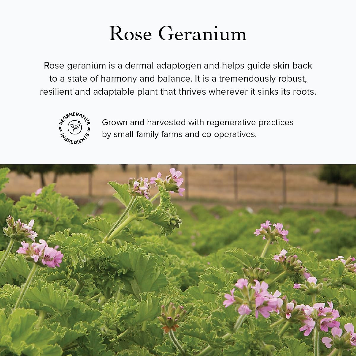 evanhealy Rose Geranium HydroSoul | Copper Distilled Hydrosol | Gentle, Astringent Organic Facial Tonic | Balancing Face Toner for Dry, Oily, Combination, Teen Skin