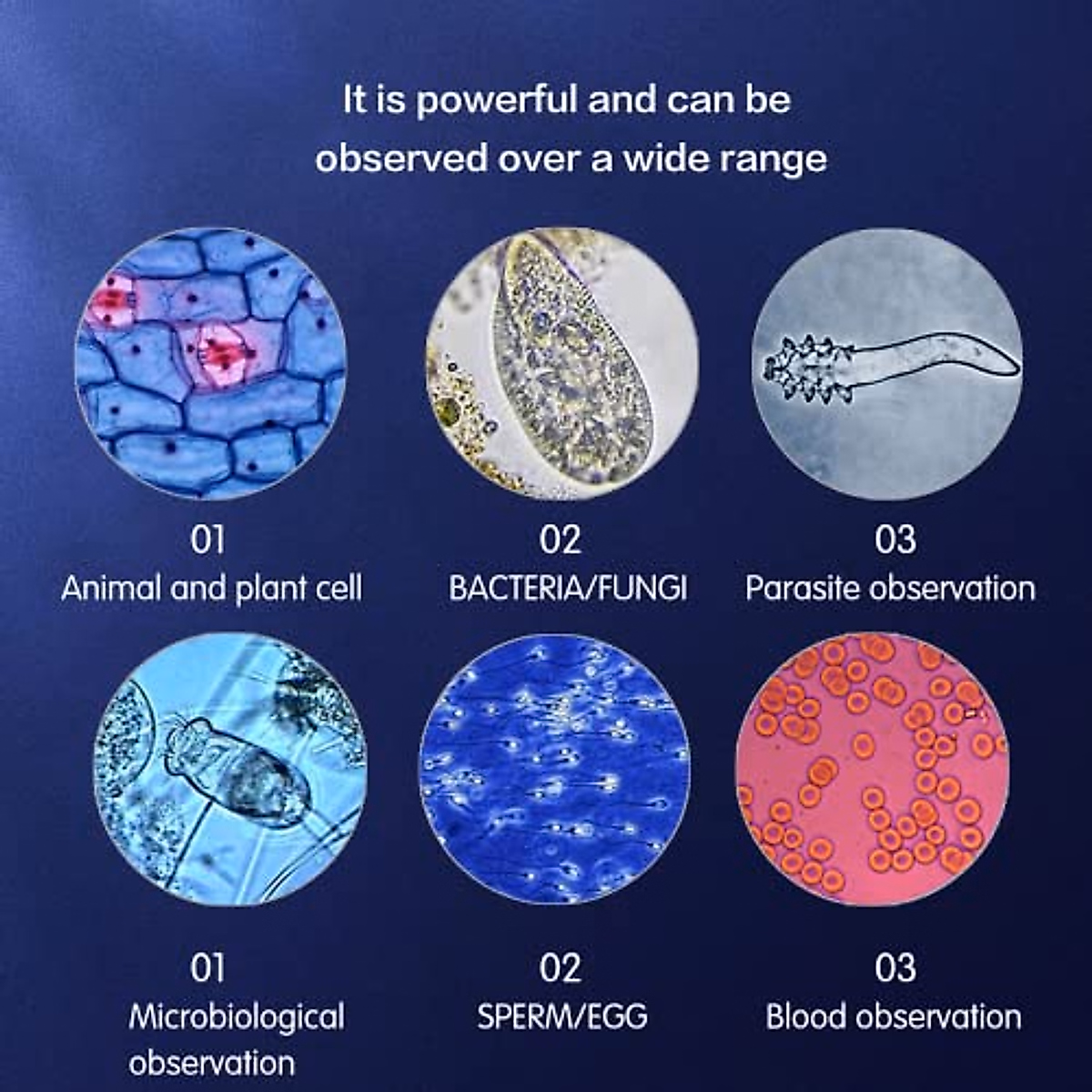 Compound trinocular Microscope, 40X-5000X Magnification, Digital Laboratory trinocular Compound LED Microscope with USB Camera and Mechanical Stage, WF10x and WF20x eyepieces, Abbe Condenser