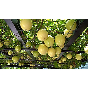 25 Yellow Passion Fruit Tree Seeds for Gardening Indoor, Ornaments Perennial Garden Simple to Grow Pot
