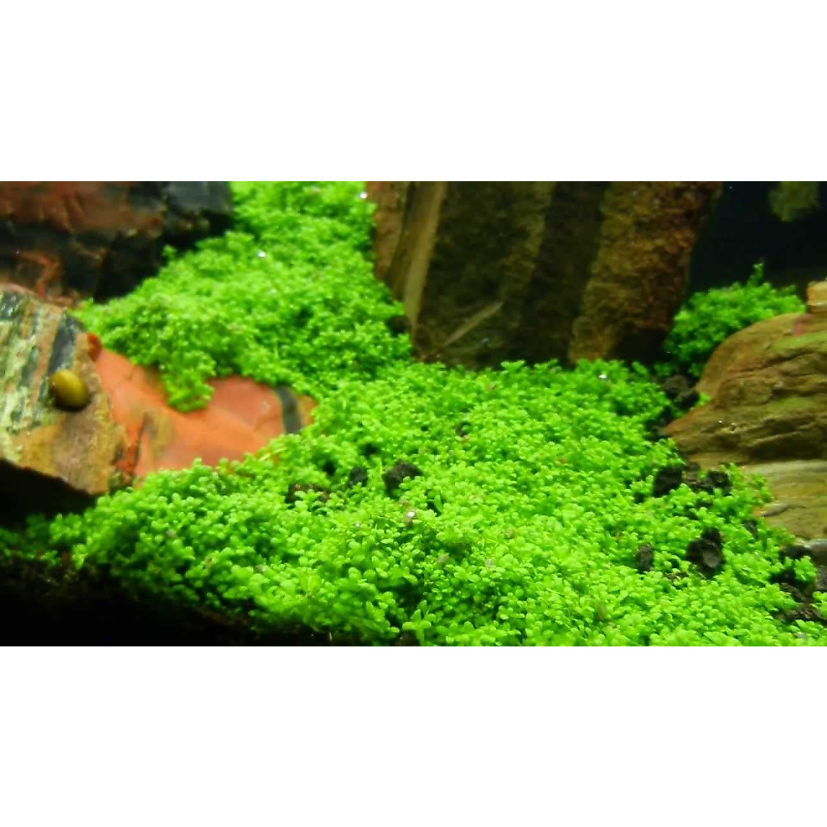 Marcus Fish Tanks - 3X Dwarf Baby Tears Hemianthus Callitrichoides Live Aquarium Plants