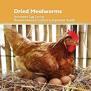 Adaman Dried Mealworms -5 LBS- 100% Natural Non GMO High Protein Mealworms - Bulk Mealworms for Wild Birds, Chicken Treats, Hamster Food, Gecko Food, Turtle Food, Lizard Food