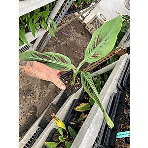 Dwarf Red Banana - Edible Red Banana - Sumatrana “X” Cross Banana